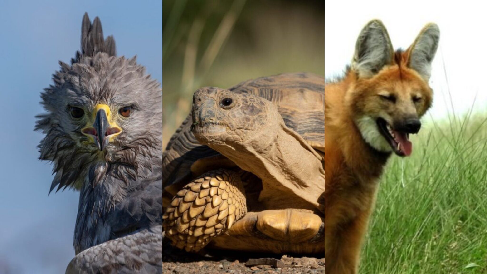 Ocho especies de fauna autóctona cordobesa fueron declarados Monumentos ...